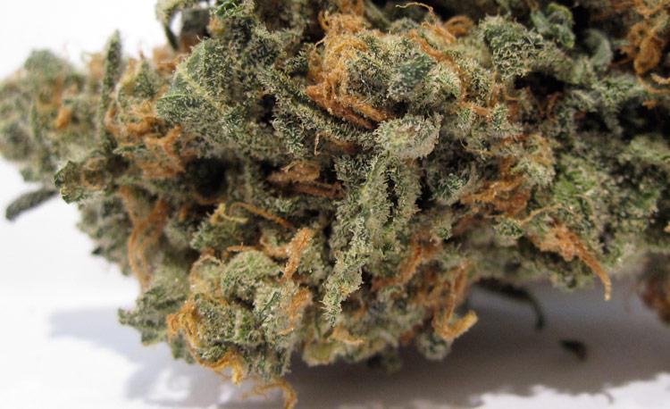 Blue Dream Haze Strain - Marijuana, Weed Seeds